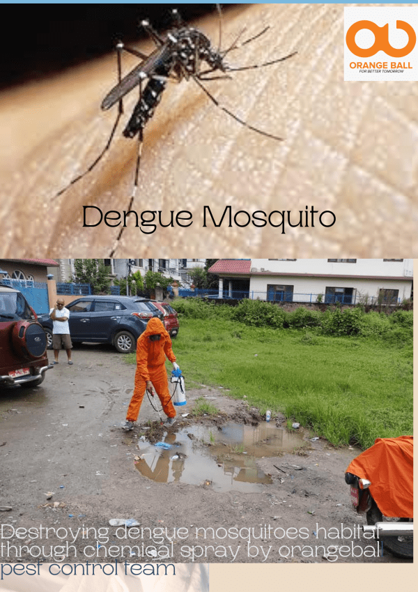 Dengue Mosquitoes Control in Kathmandu,Nepal