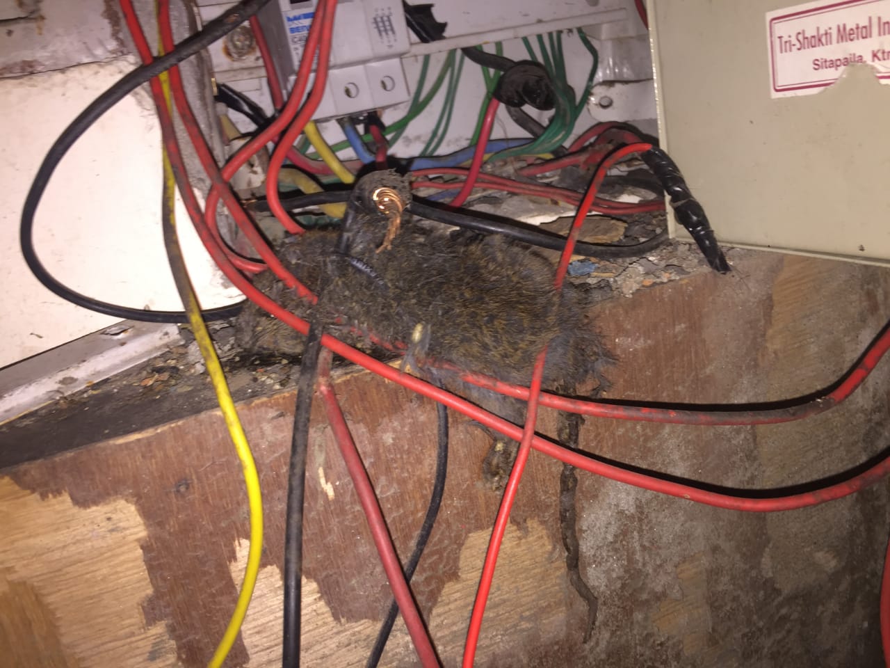 Rodent Control in Kathmandu, Nepal