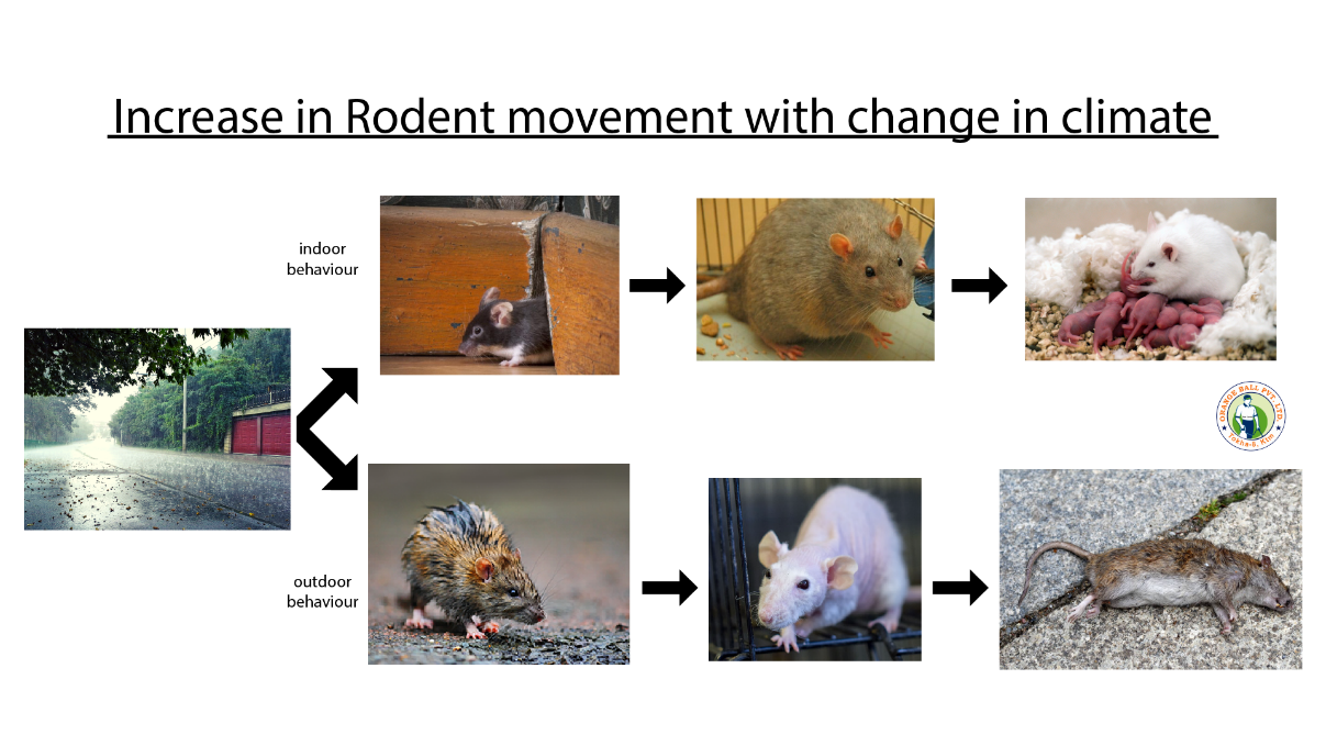 Rodent Control in Kathmandu, Nepal